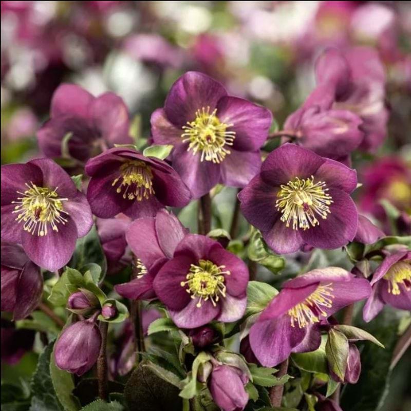 Di's Delightful Plants