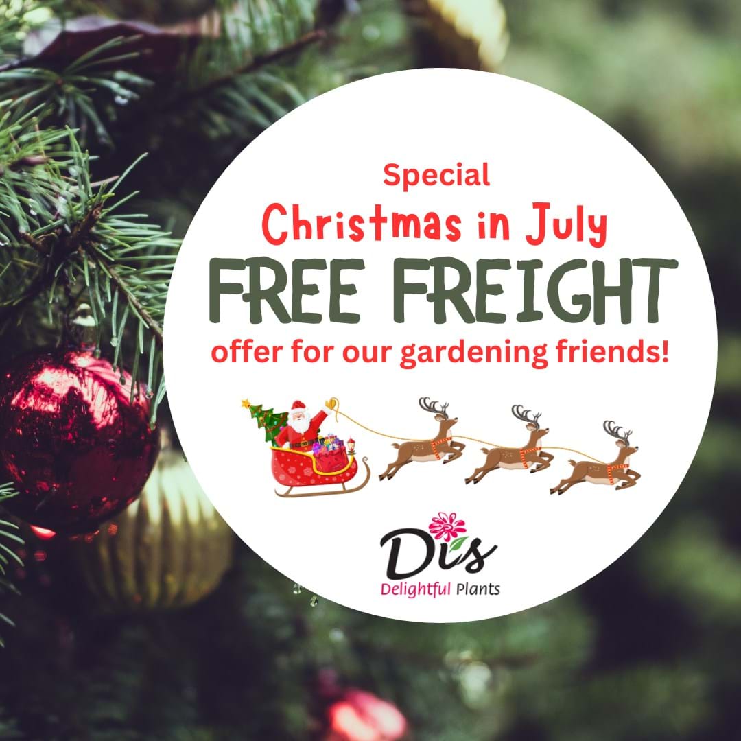 Di's Delightful Plants