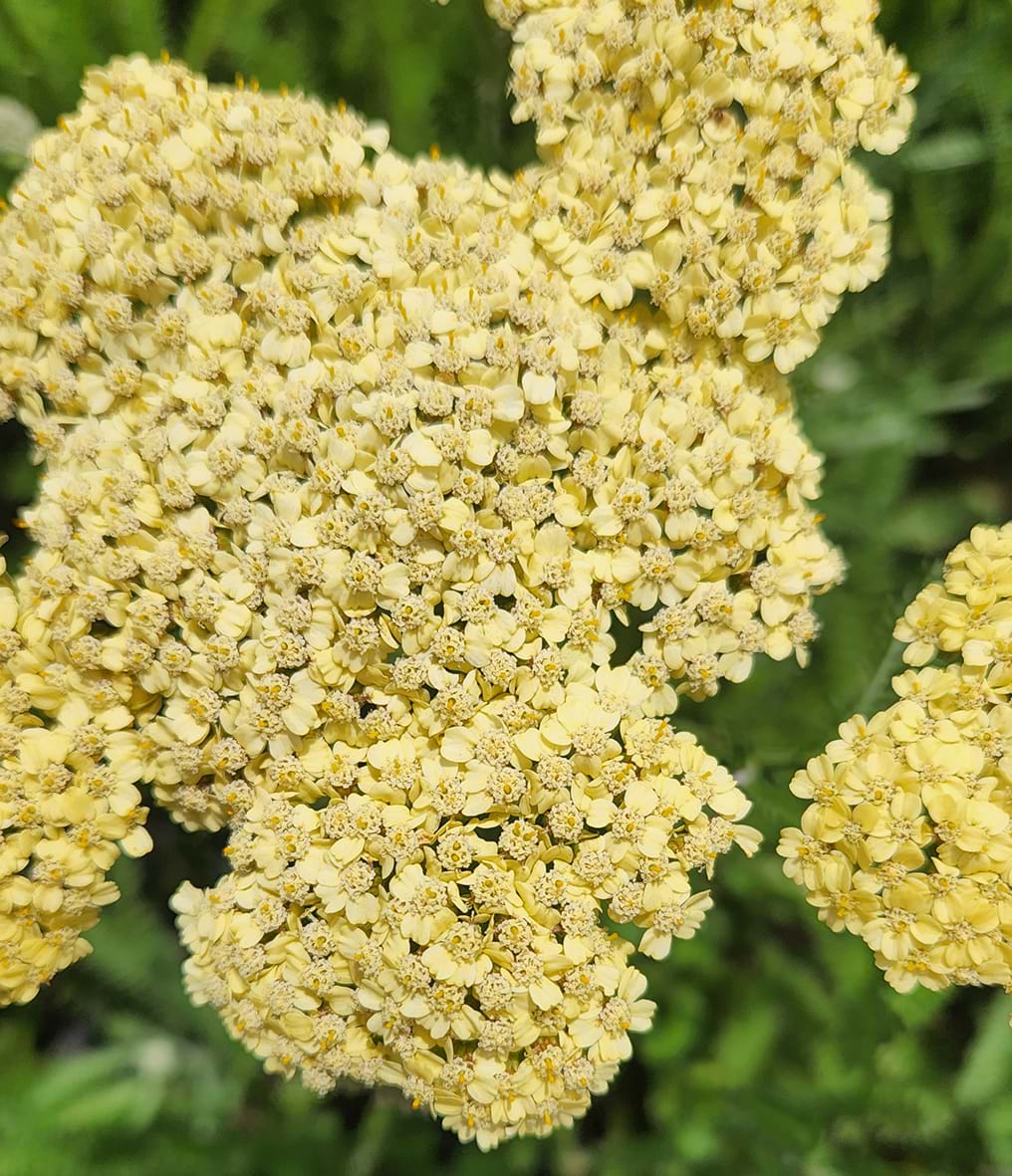 Achillea millefolium 'Inca Gold'