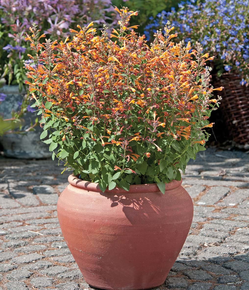 Agastache x hybrida 'Arizona Sandstone'