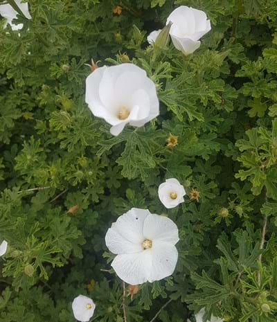 Australian Native Plants