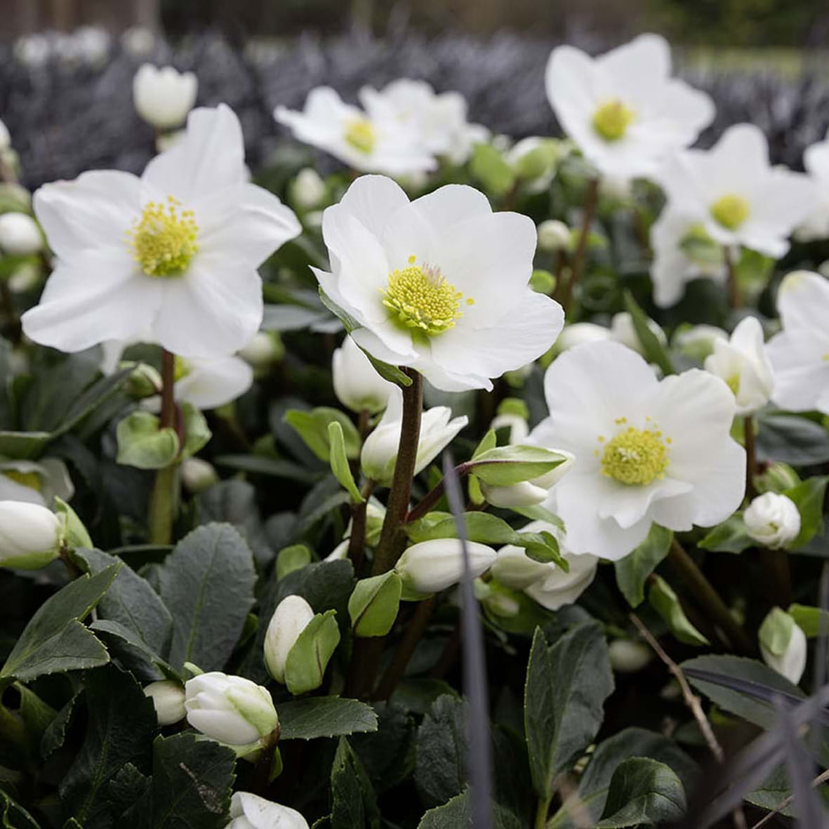 Di's Delightful Plants