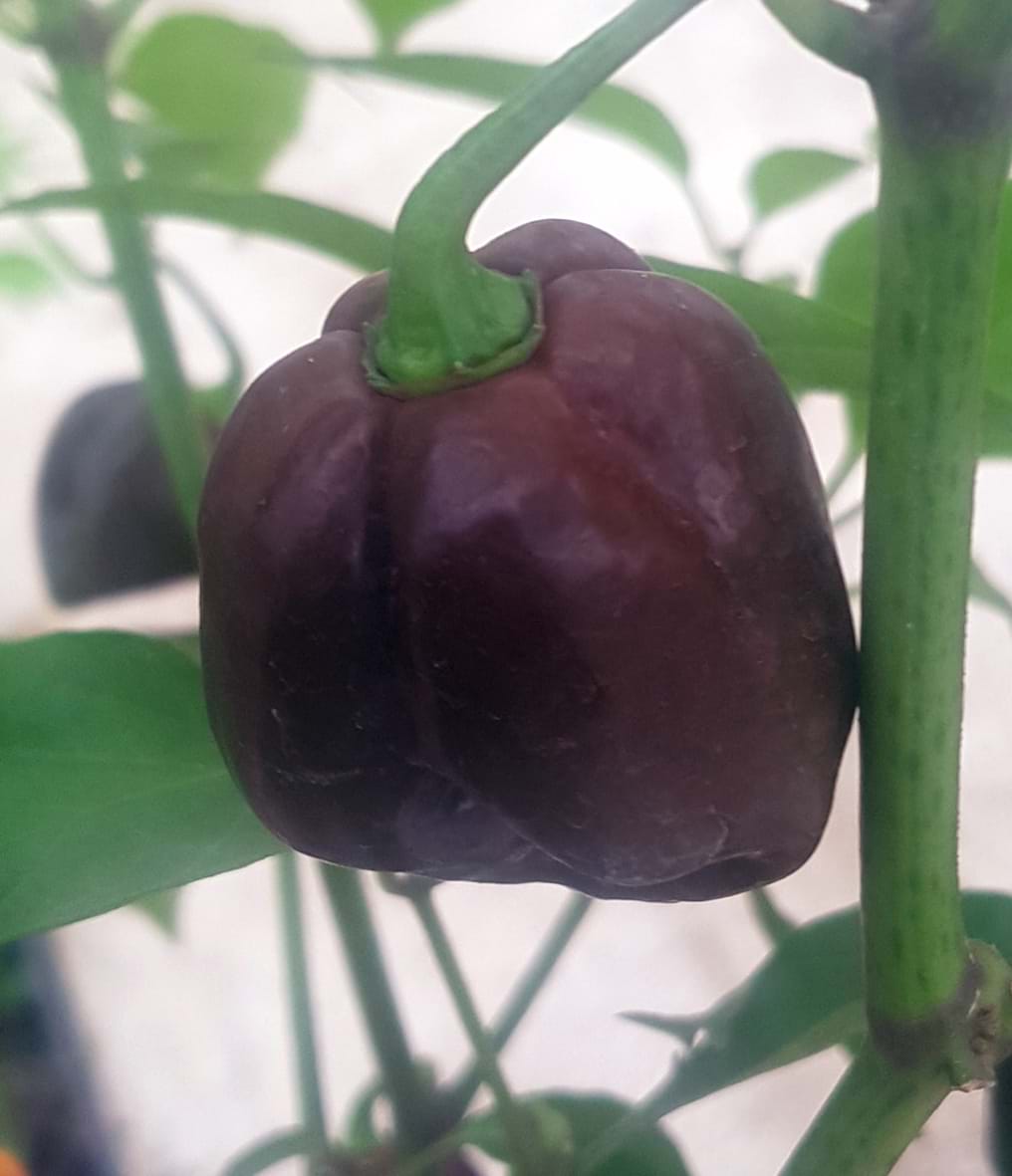 Chilli/Capsicum