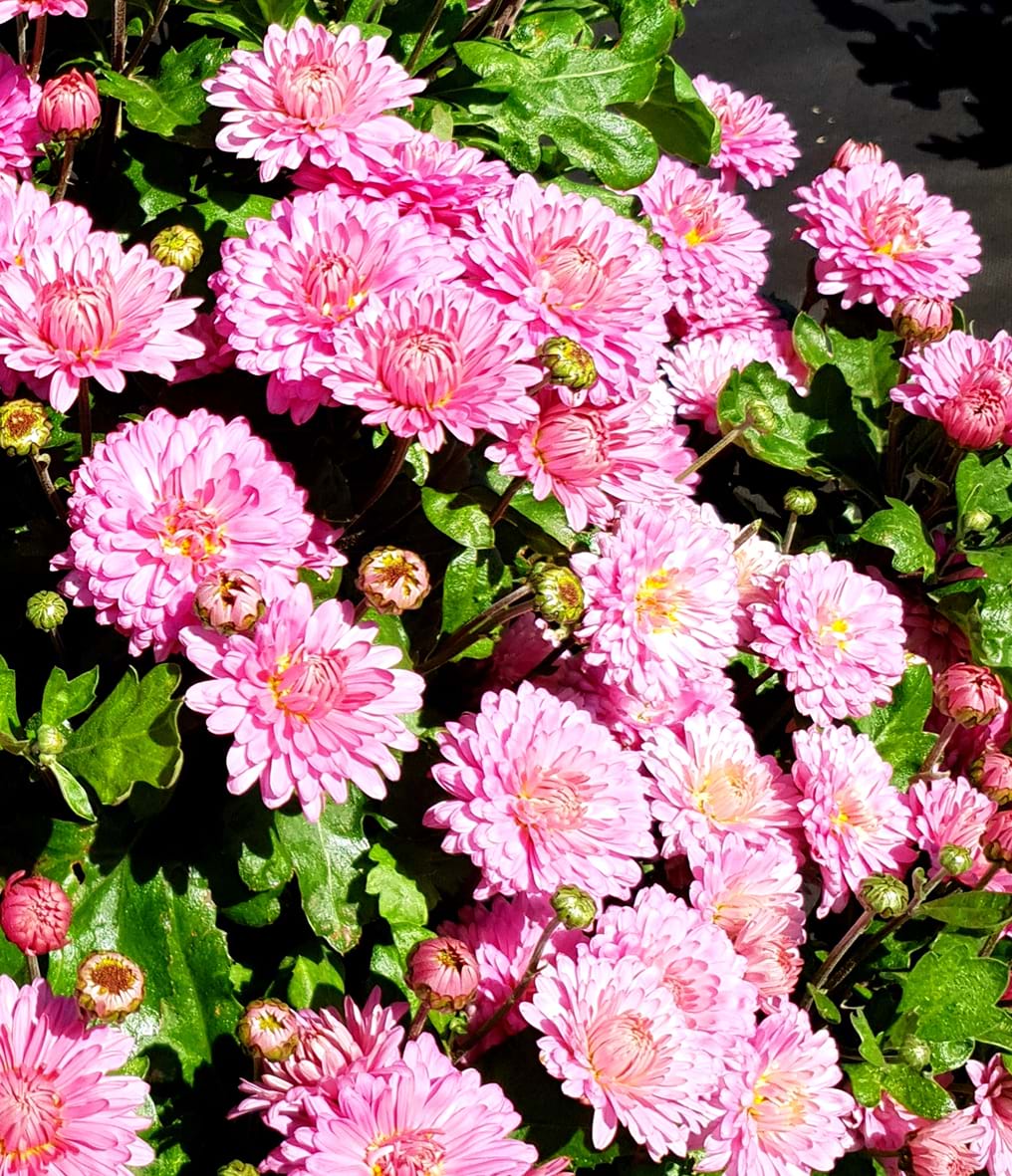 Chrysanthemum Morifolium