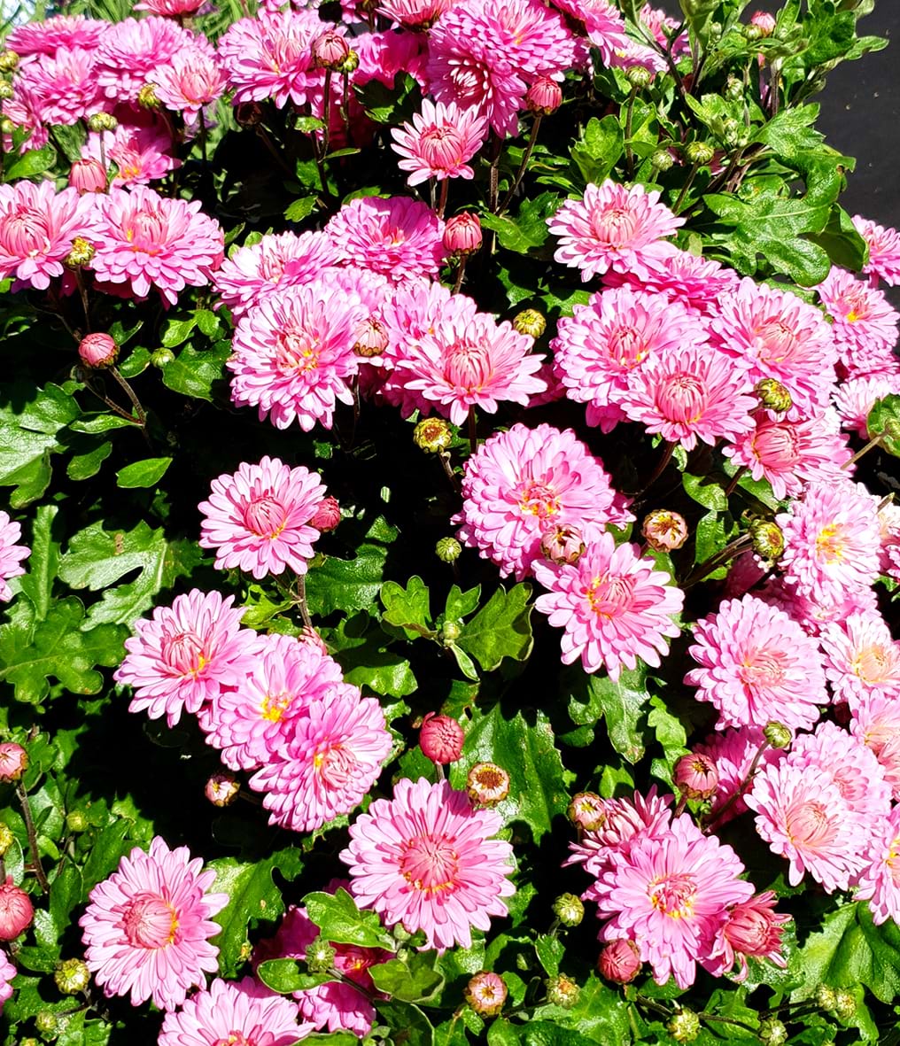 Chrysanthemum Morifolium