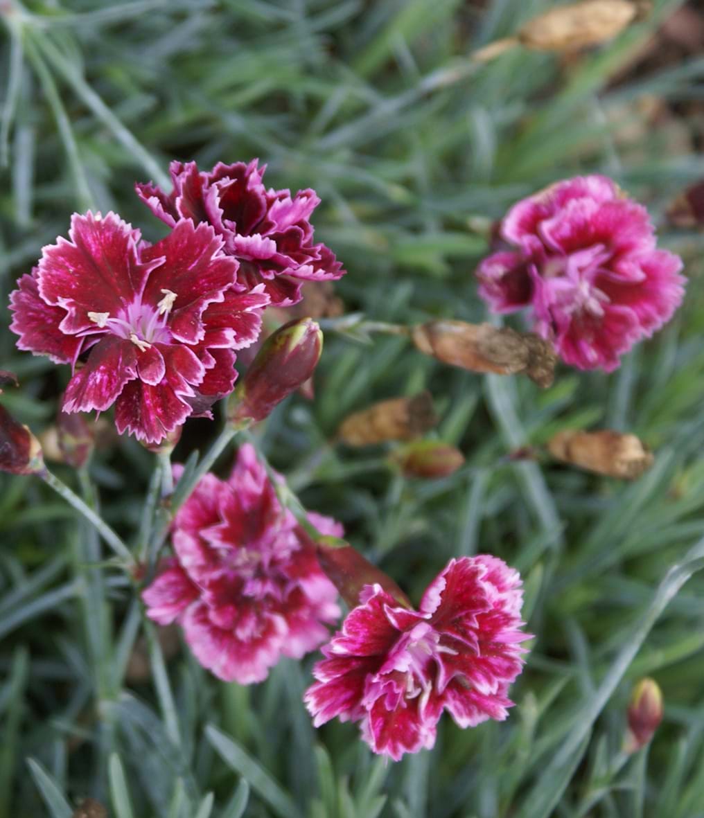 Dianthus caryophyllus 'Raspberry Ripple'