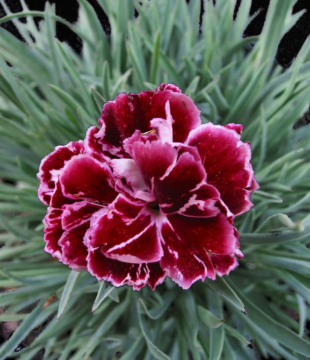 Dianthus caryophyllus 'Raspberry Ripple'
