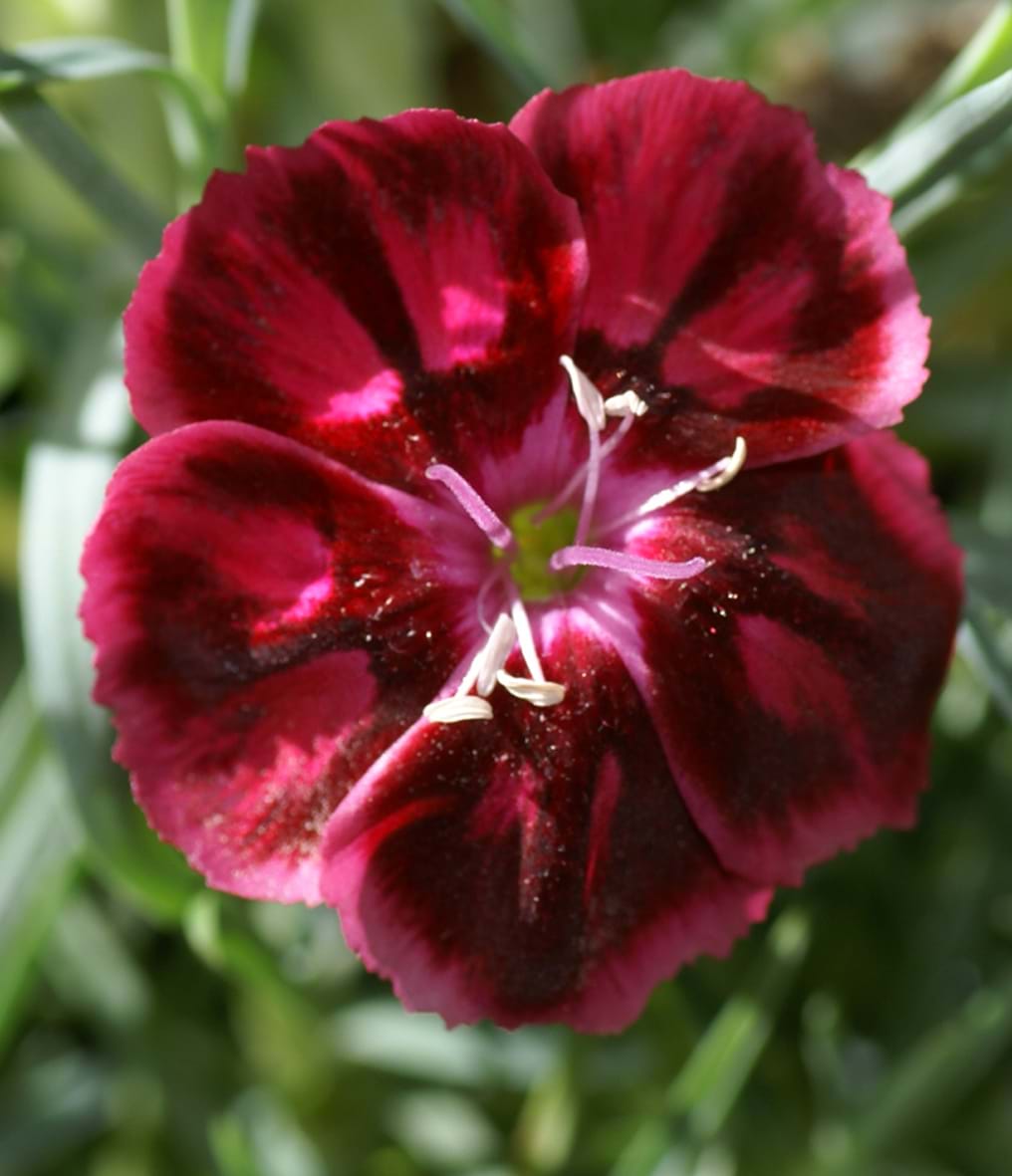 Herbs, Veggies and Edible plants