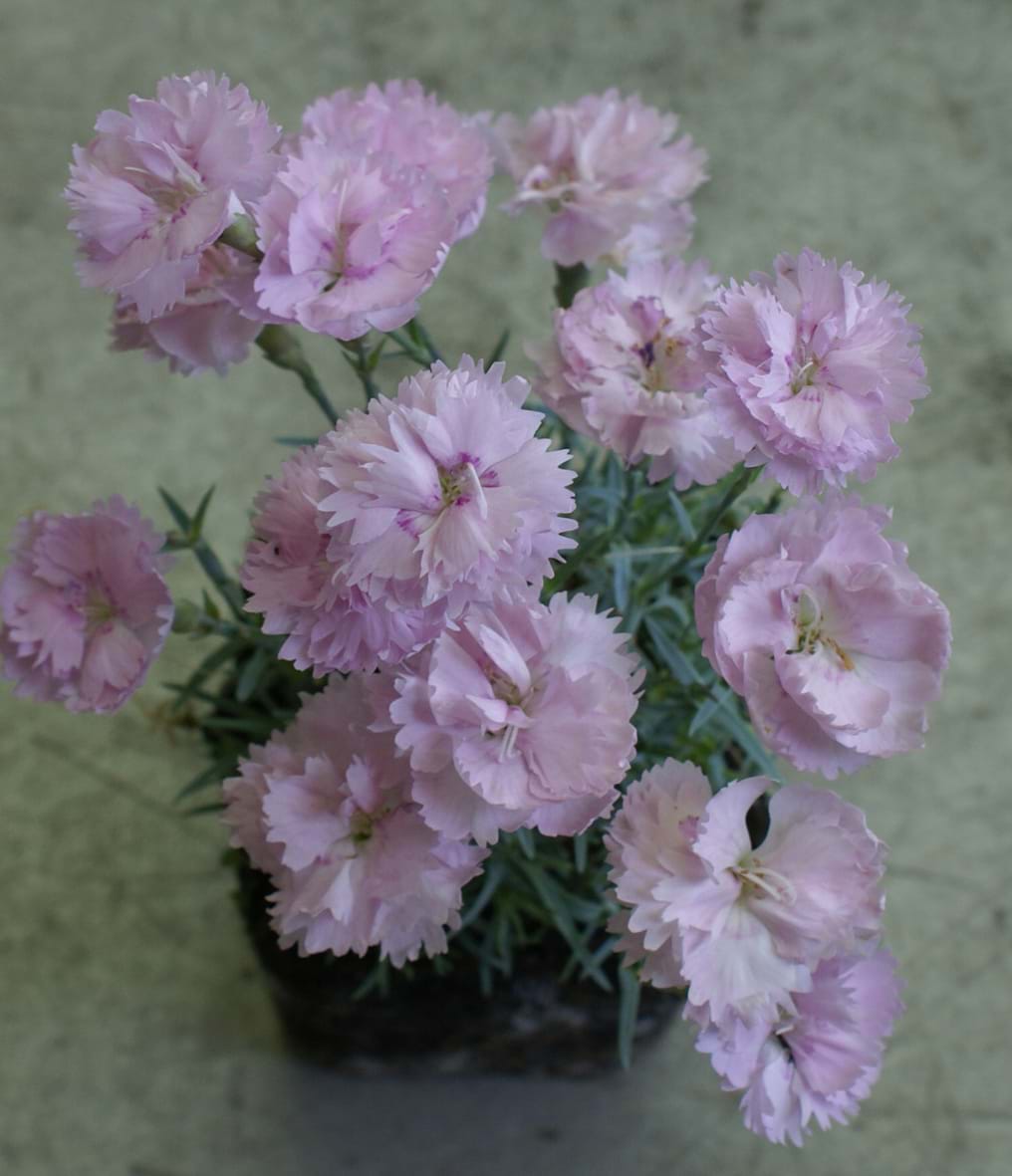 Dianthus 'Pike's Pink'