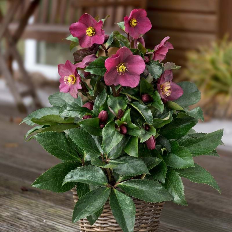 Di's Delightful Plants