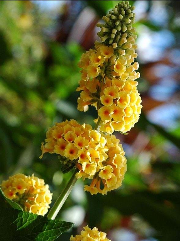 Di's Delightful Plants