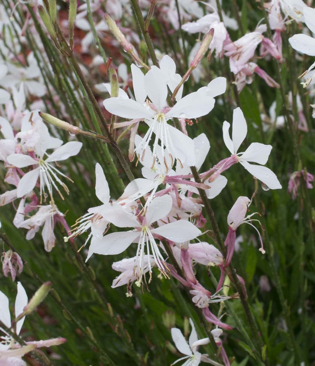 Gaura lindheimeri 'Belleza White'