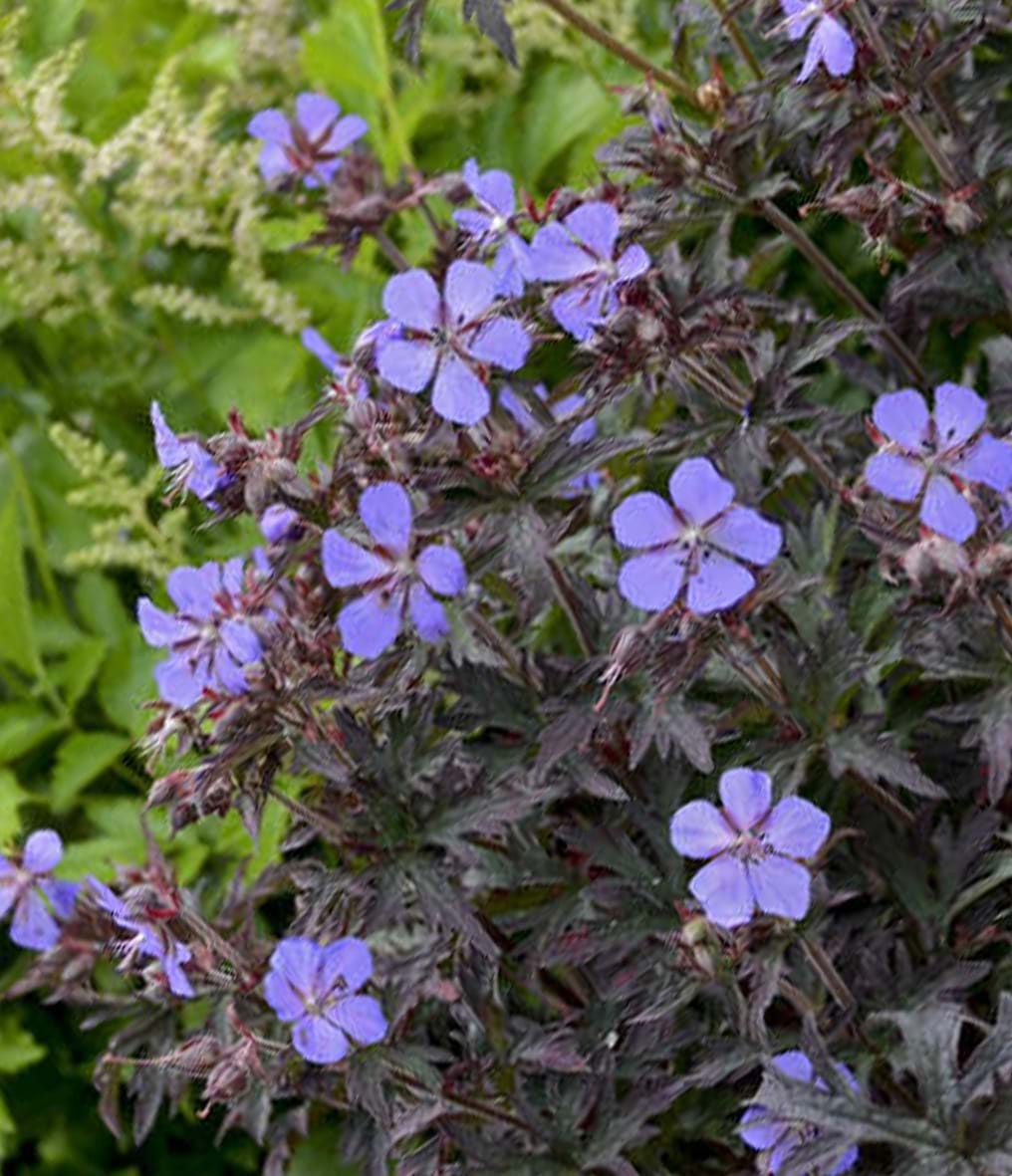 Di's Delightful Plants