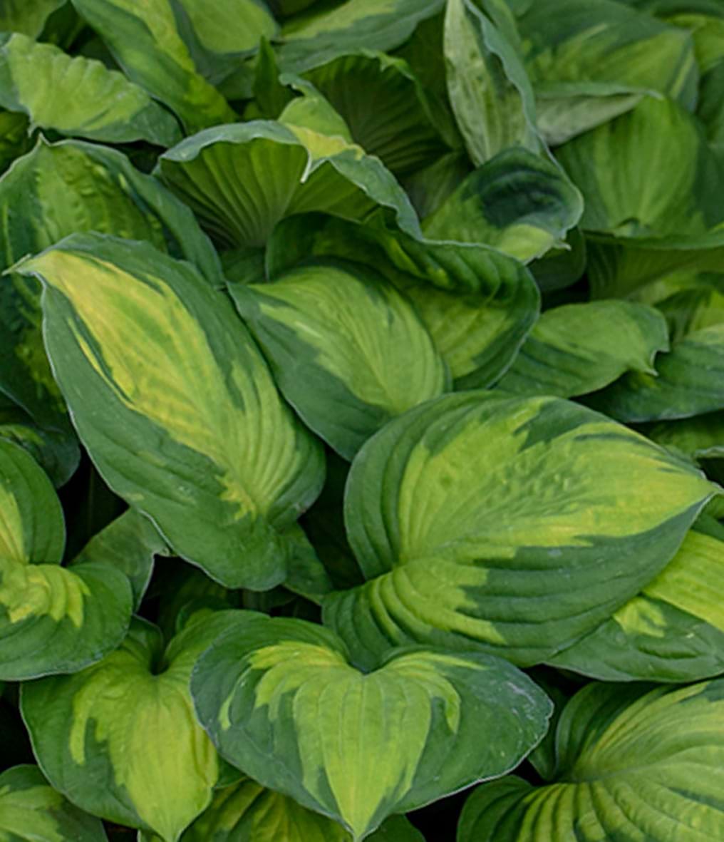 Hosta 'Great Expectations'