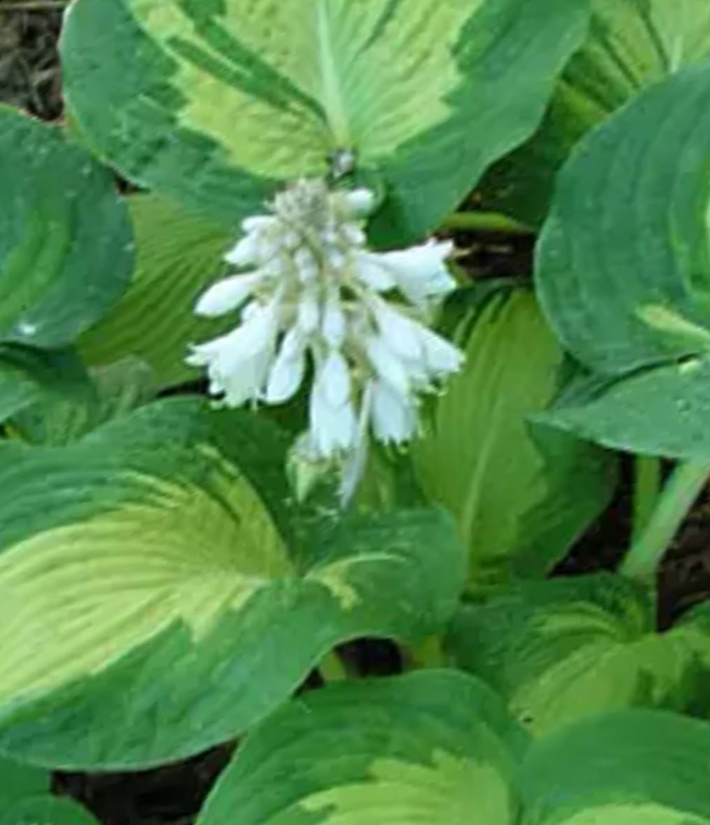 Hosta 'Great Expectations'