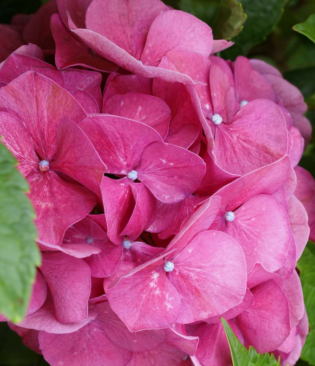 Hydrangea macrophylla 'Hot Pink'