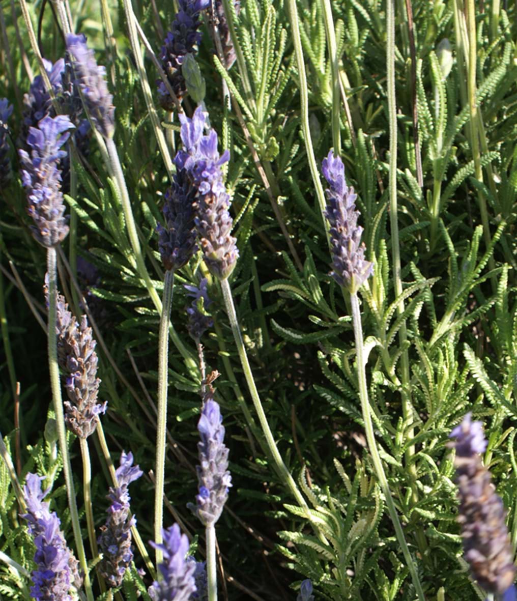 Lavender