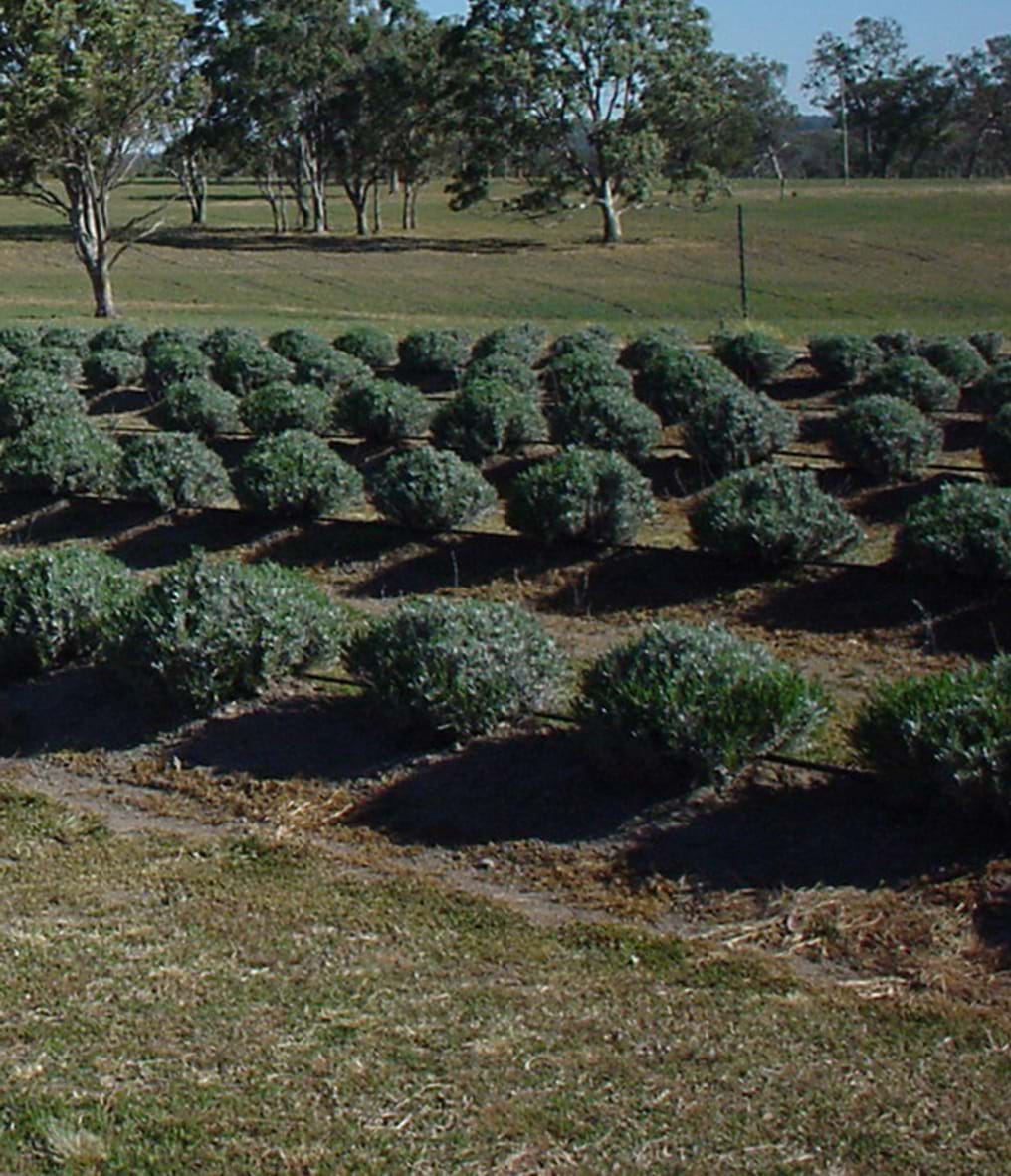 Hedge Pack Lavender Grosso - Save