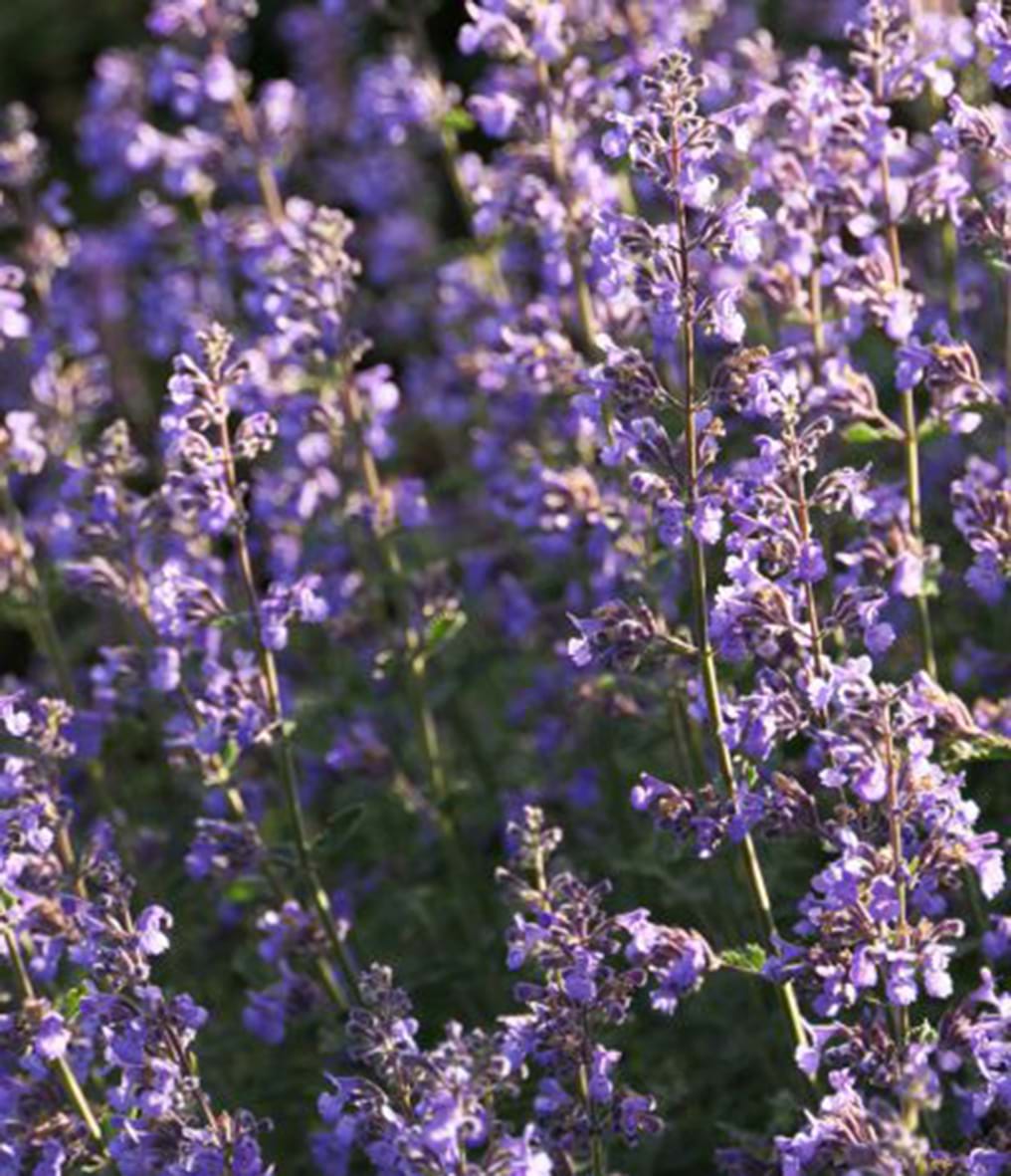 Nepeta x faassenii 'Six Hills Giant'