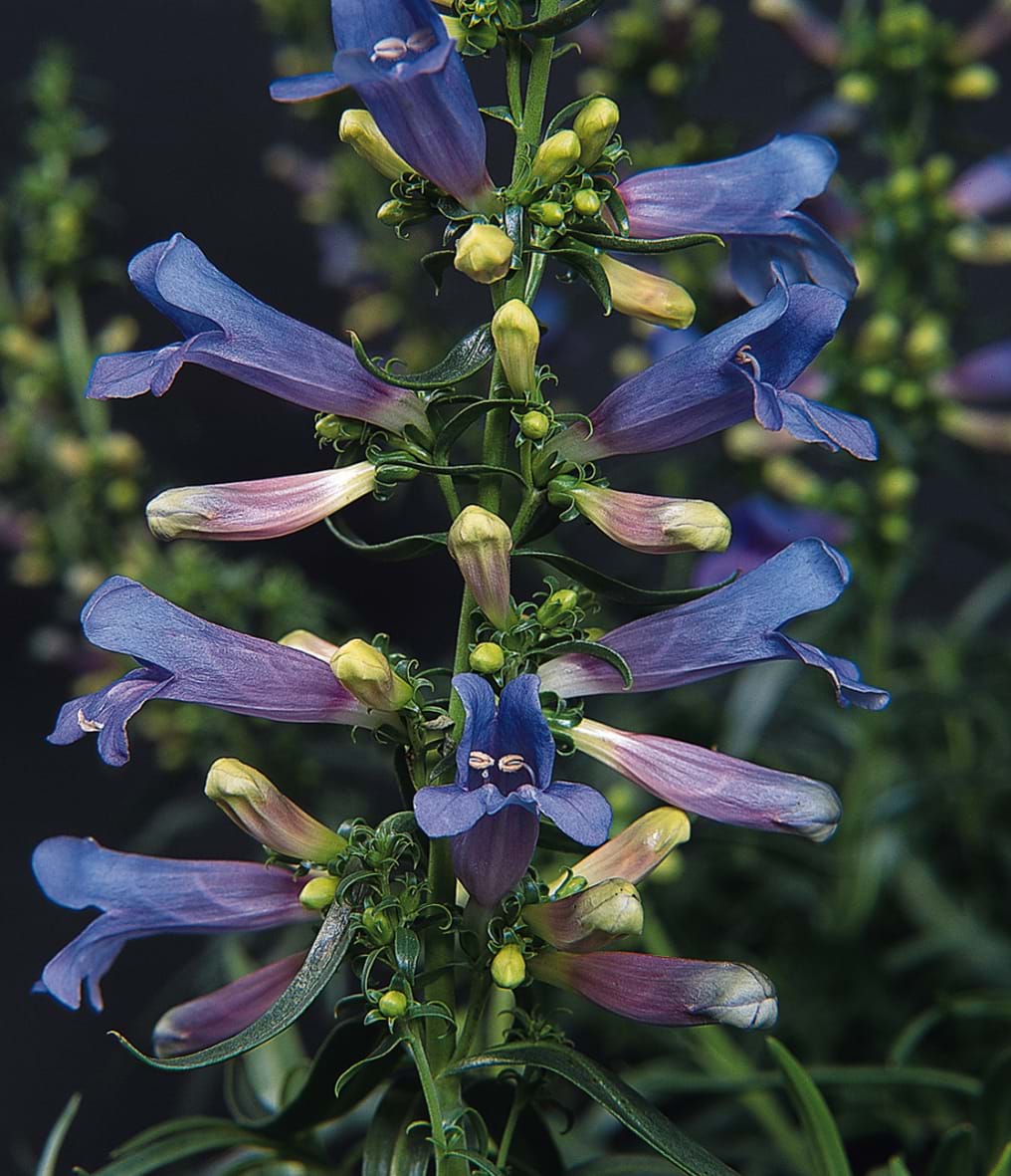 Penstemon heterophyllus 'Electric Blue'