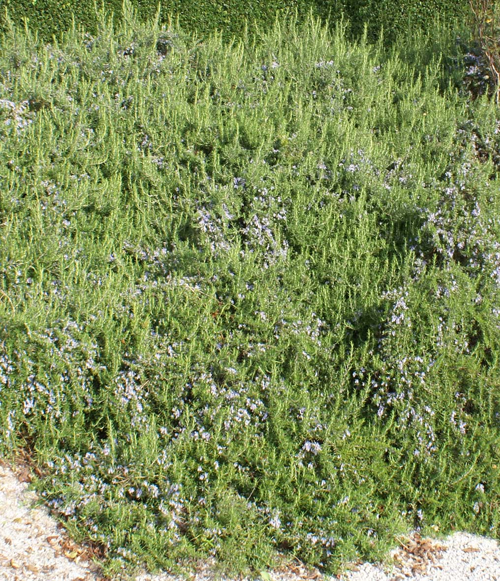 Rosemary