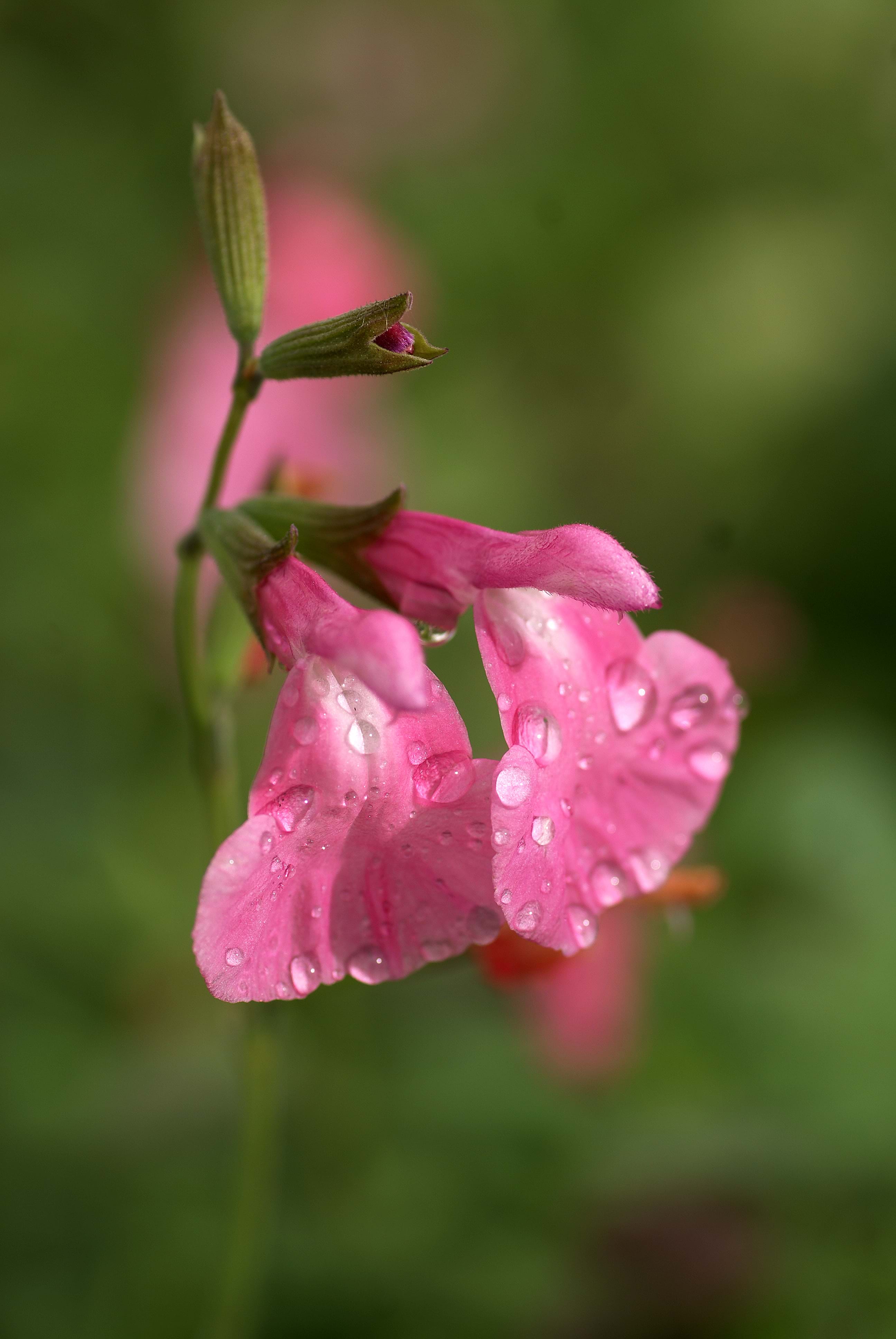 MUSK PINK SAGE