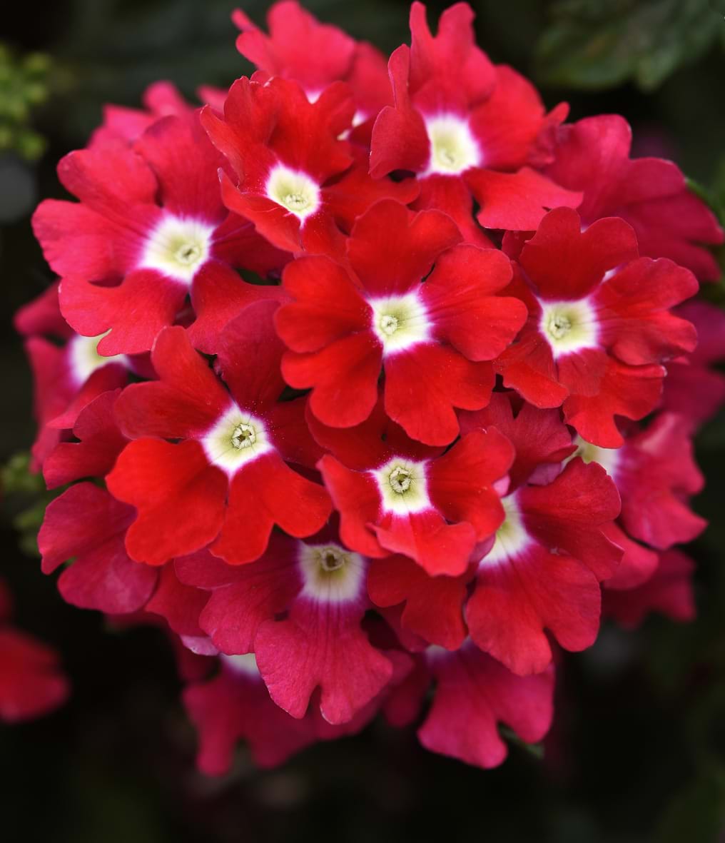 Verbena peruviana 'Cadet Red'