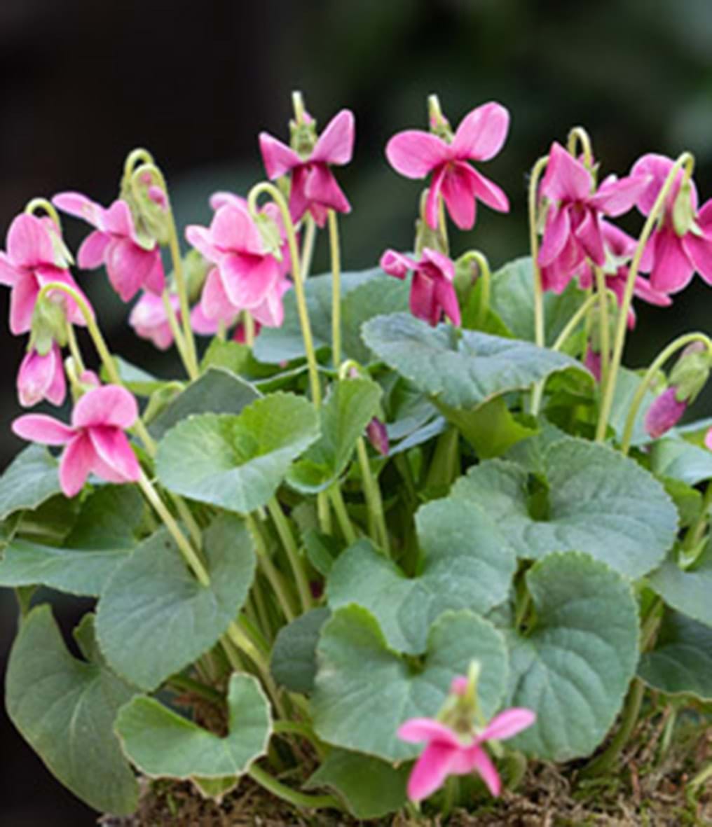 Viola odorata 'Rosea'