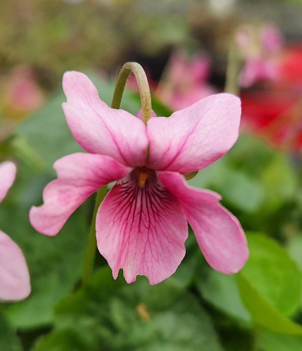 Viola odorata 'Rosea'