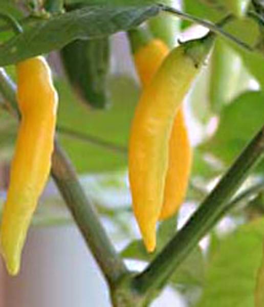 Herbs, Veggies and Edible plants