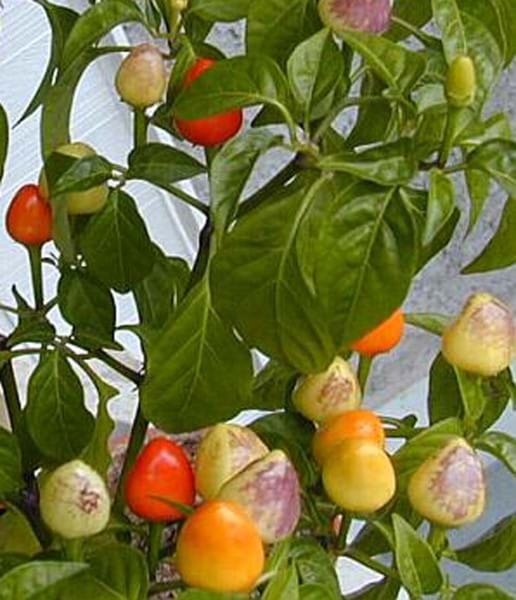 Herbs, Veggies and Edible plants