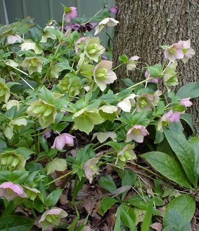 Hellebore