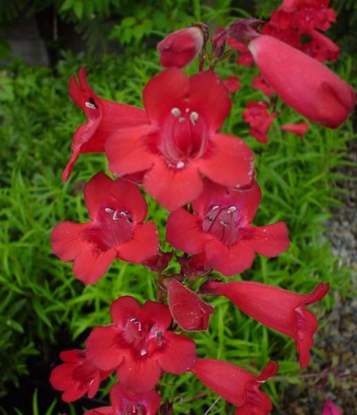Penstemon 'Firebird'