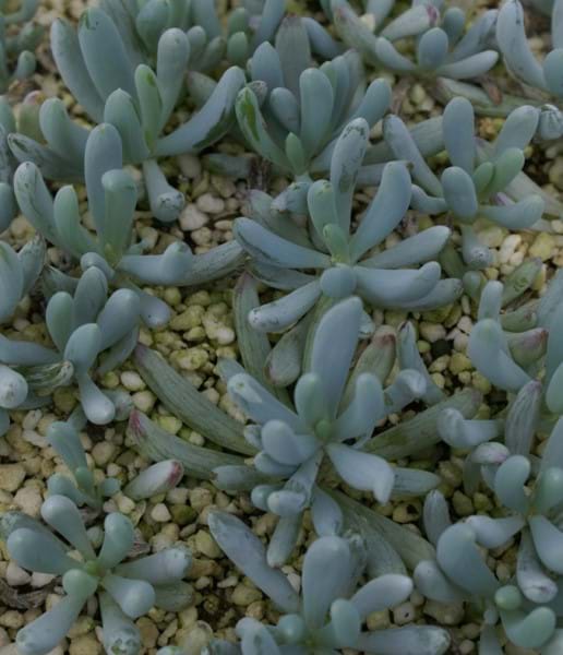 Senecio repens